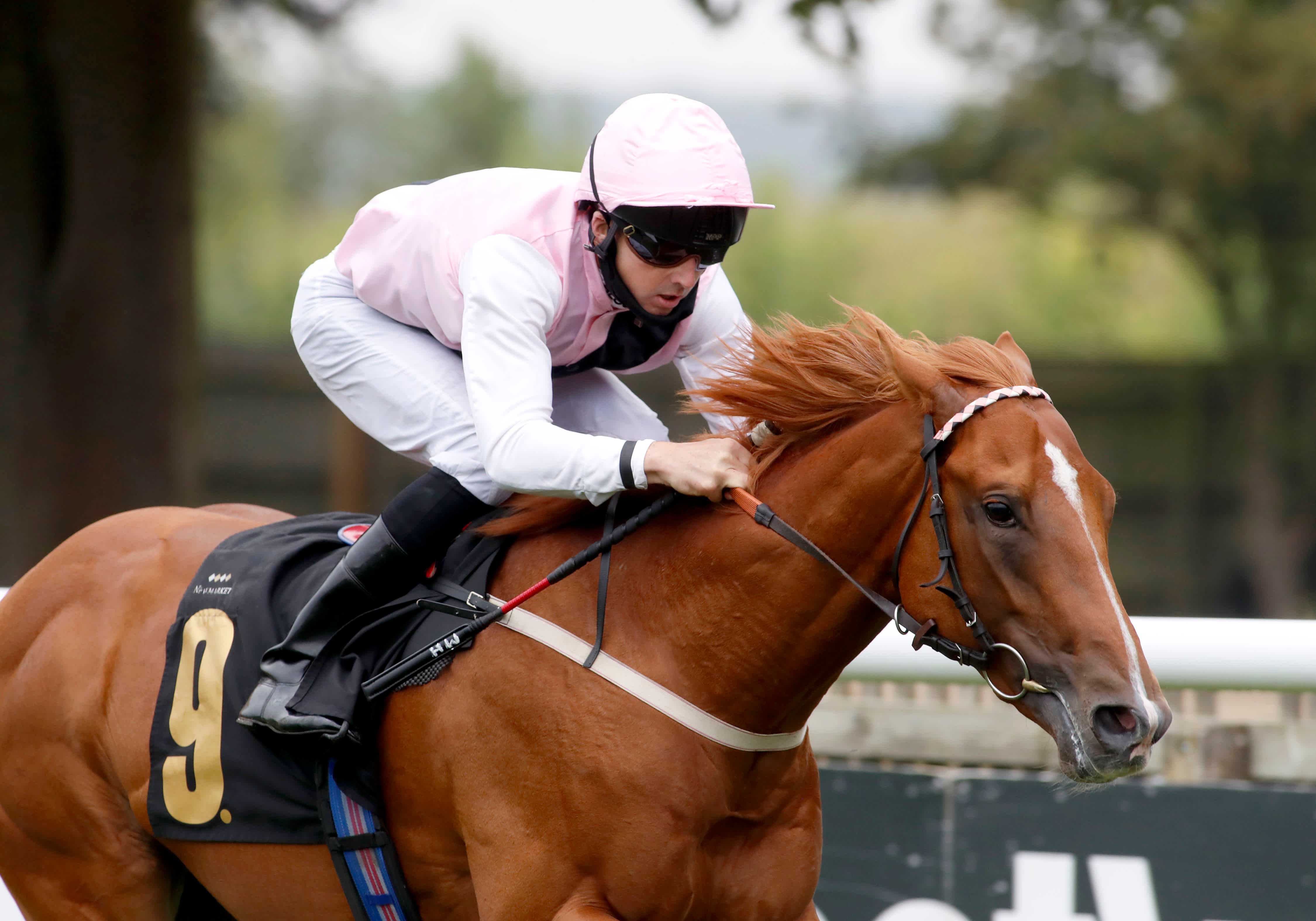 Apollo One Racehorse | Newmarket Horse Syndicates | Newmarket Horse ...